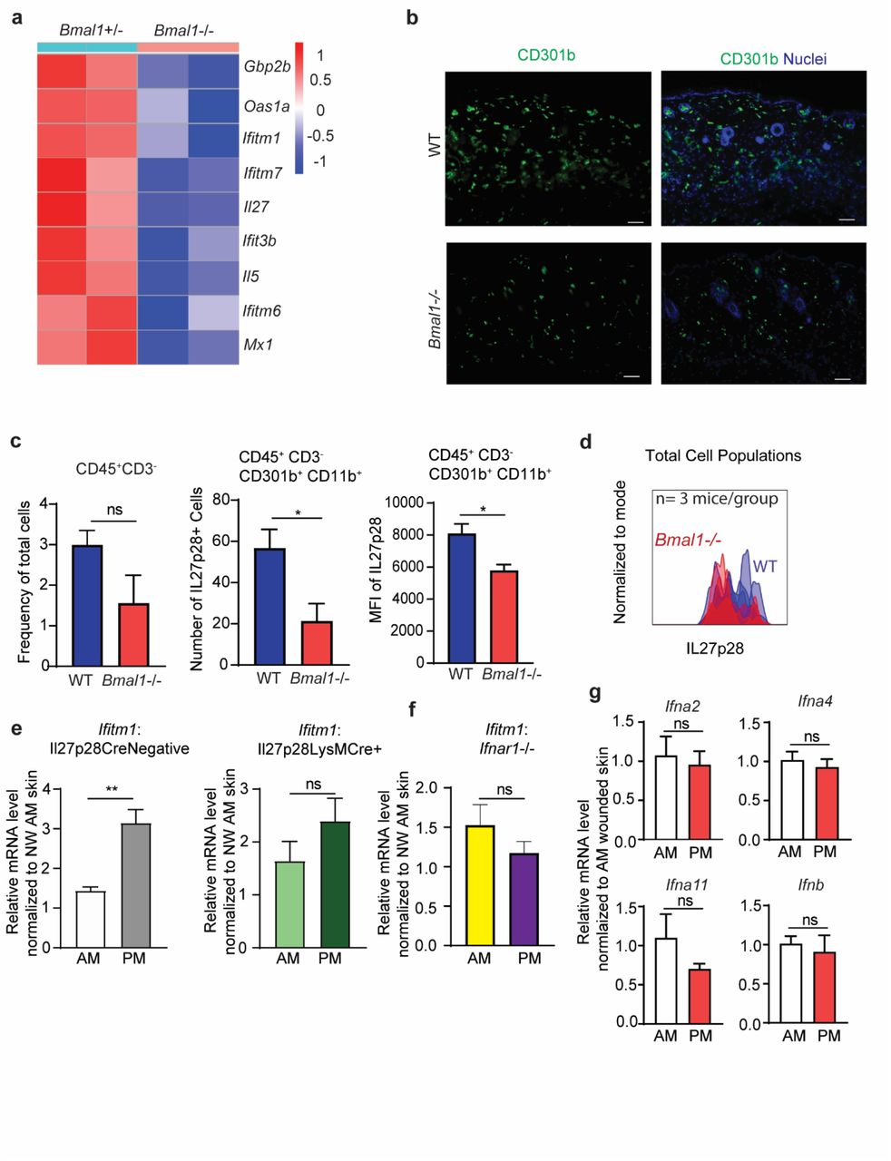 Lysm Cre Mice | The Jackson Laboratory | Bioz