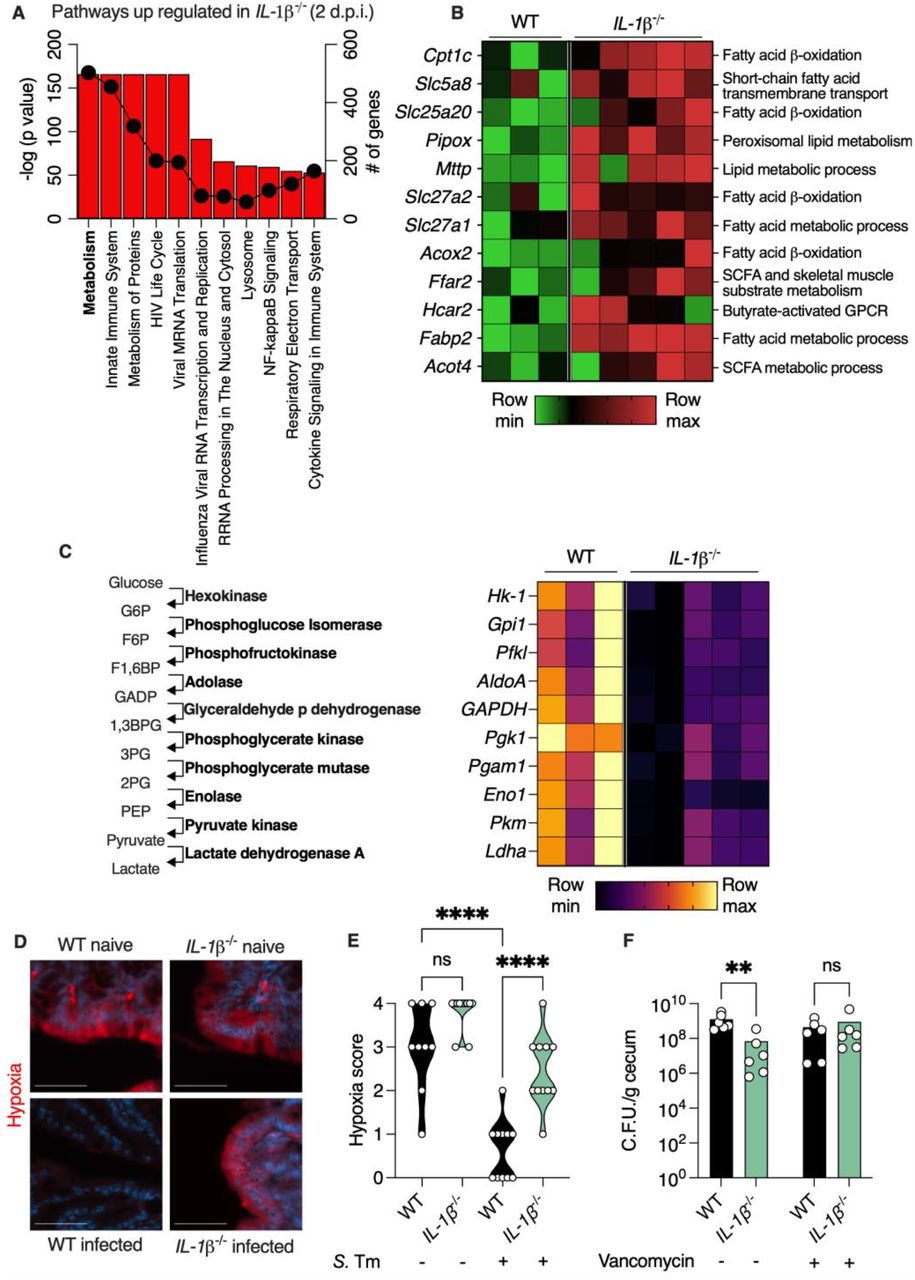 Pimonidazole | Hypoxyprobe | Bioz