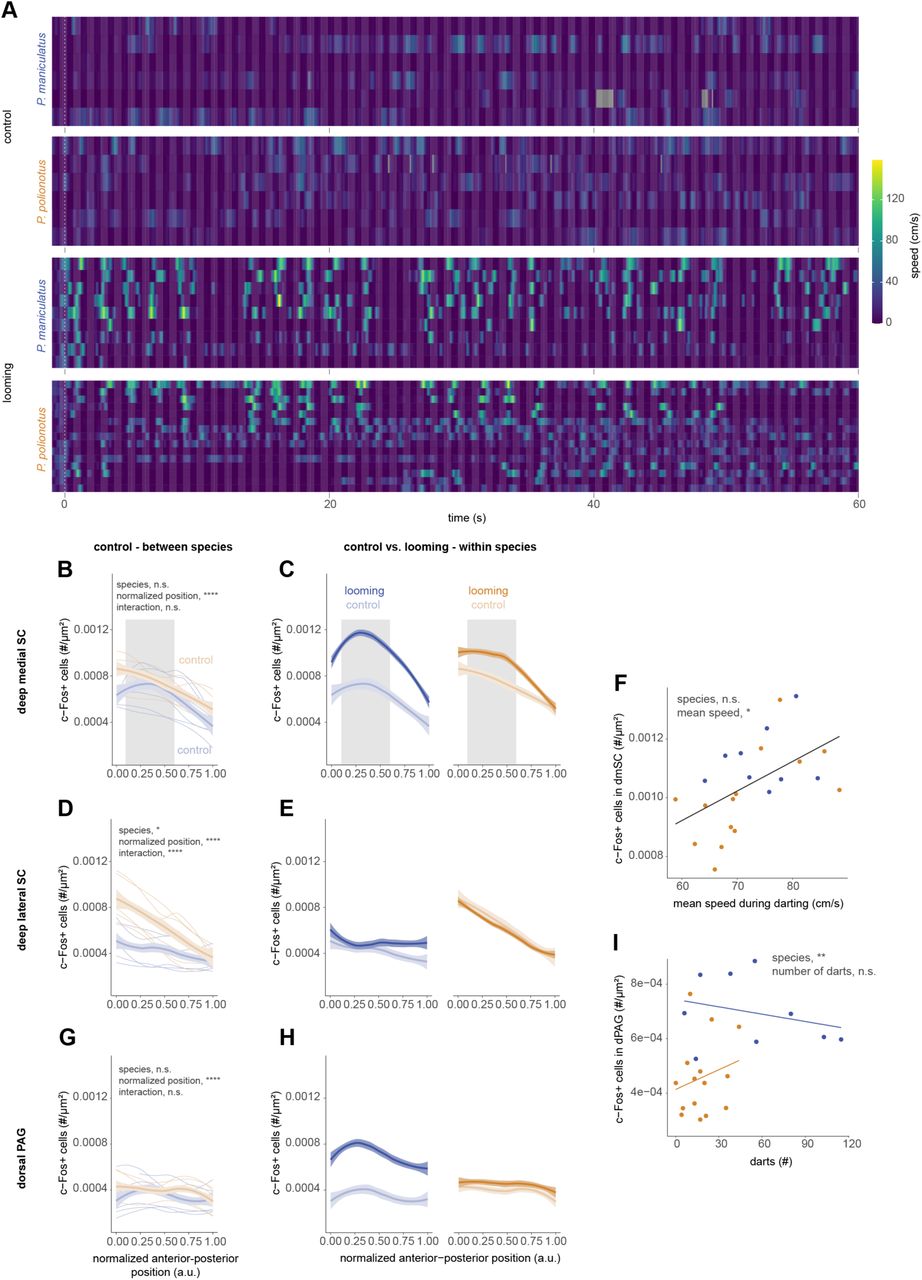 C Fos Protein | Synaptic Systems | Bioz