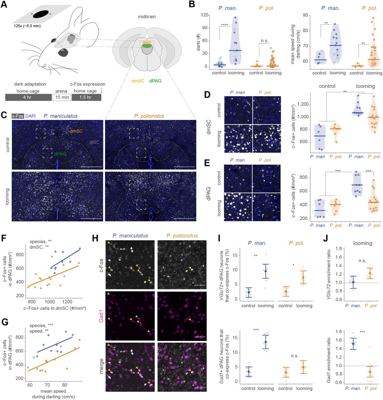 C Fos Protein Synaptic Systems Bioz