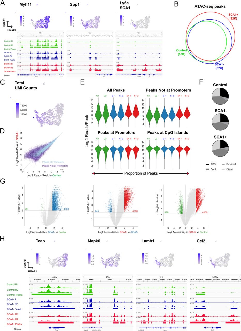 Immunostaining Cultured Cells | PerkinElmer | Bioz