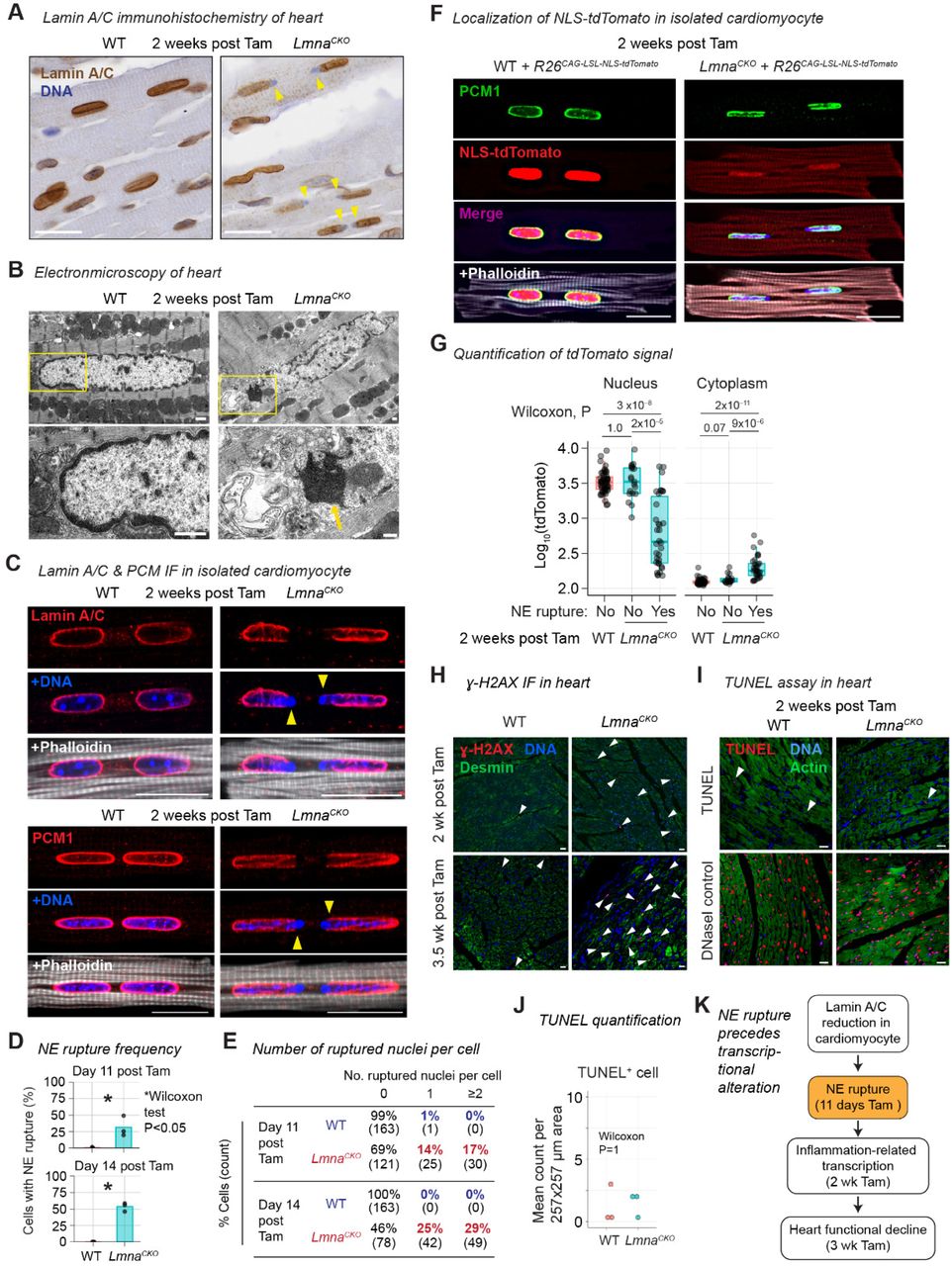 Rosa26 Cag Lsl Tdtomato Mice | Jackson Laboratory | Bioz
