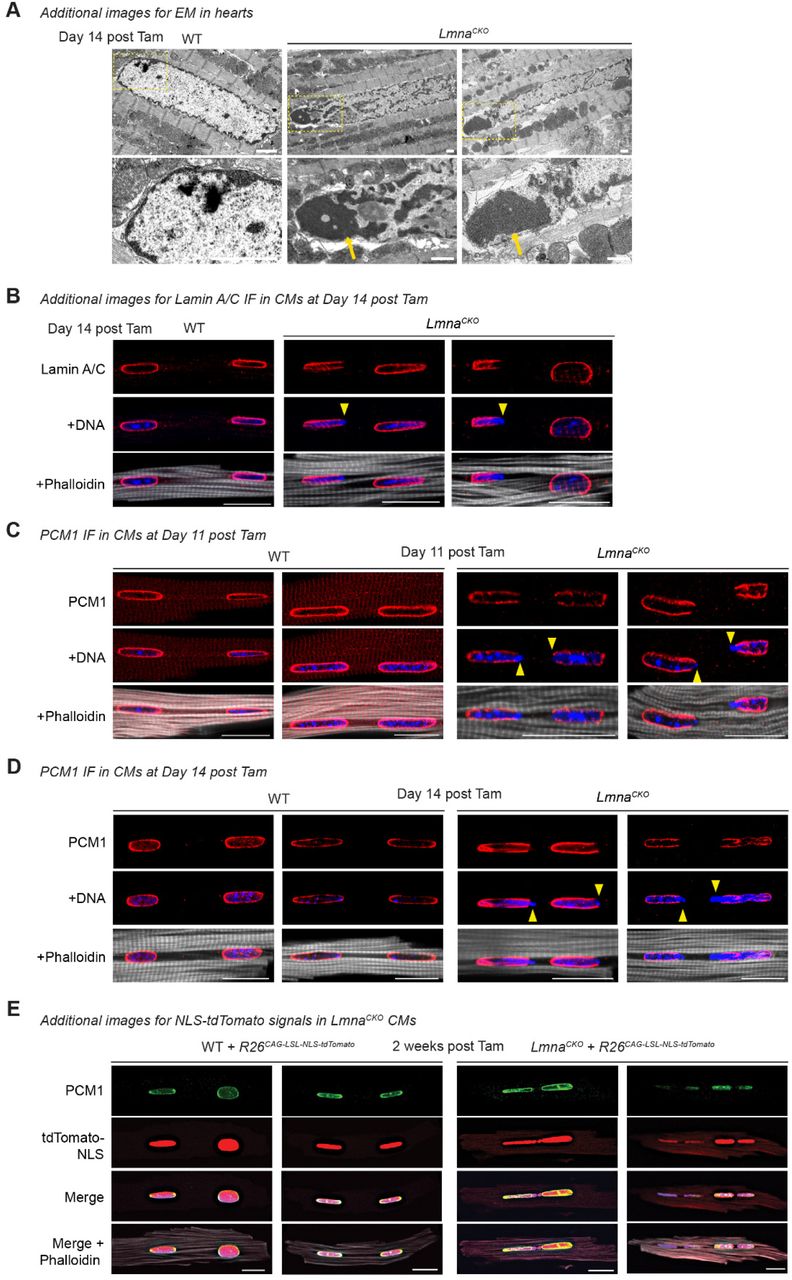 Rosa26 Cag Lsl Tdtomato Mice | Jackson Laboratory | Bioz