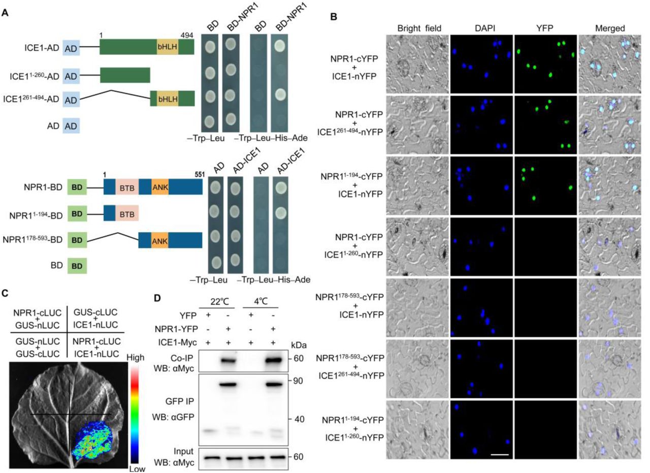 Bait Pgbkt7 Vector | TaKaRa | Bioz