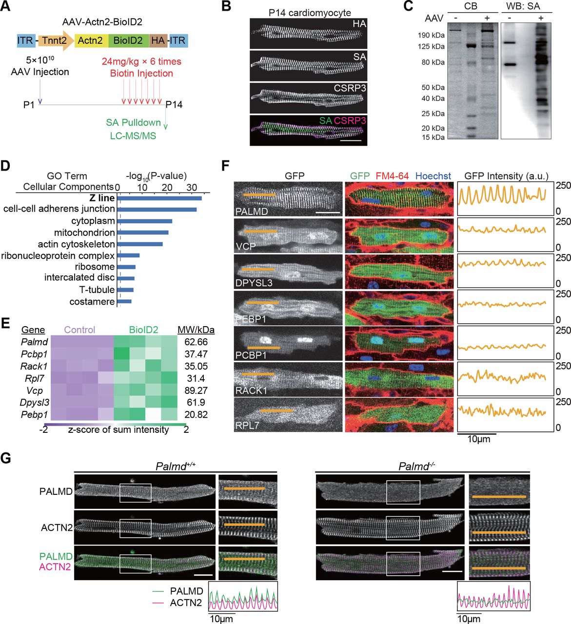 Bioid2 | Addgene inc | Bioz