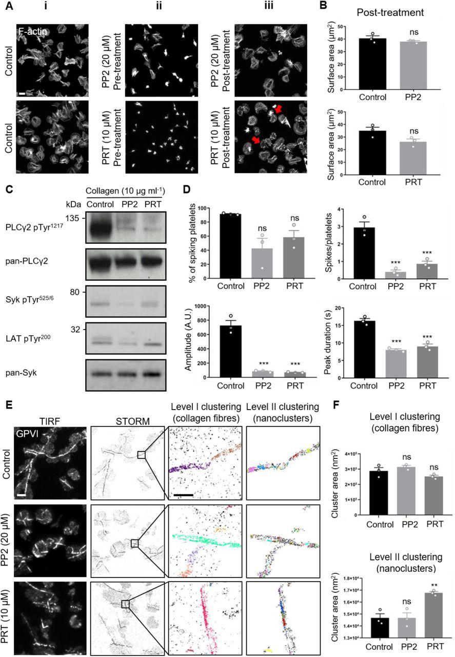 Oregon Green 488 Bapta 1 Am Ca 2 Dye | Thermo Fisher | Bioz