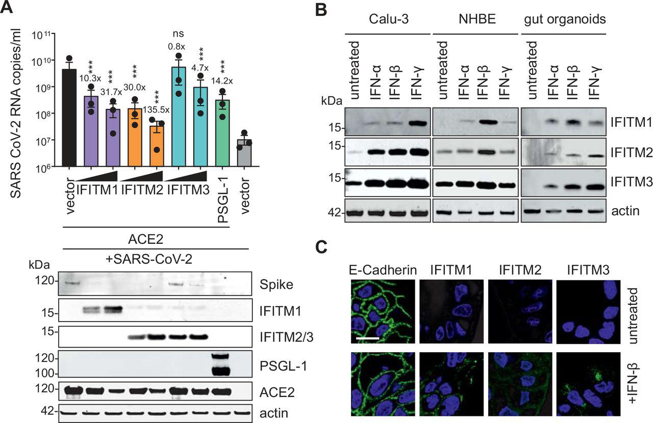 Primer Probe Sets For Gapdh | Thermo Fisher | Bioz