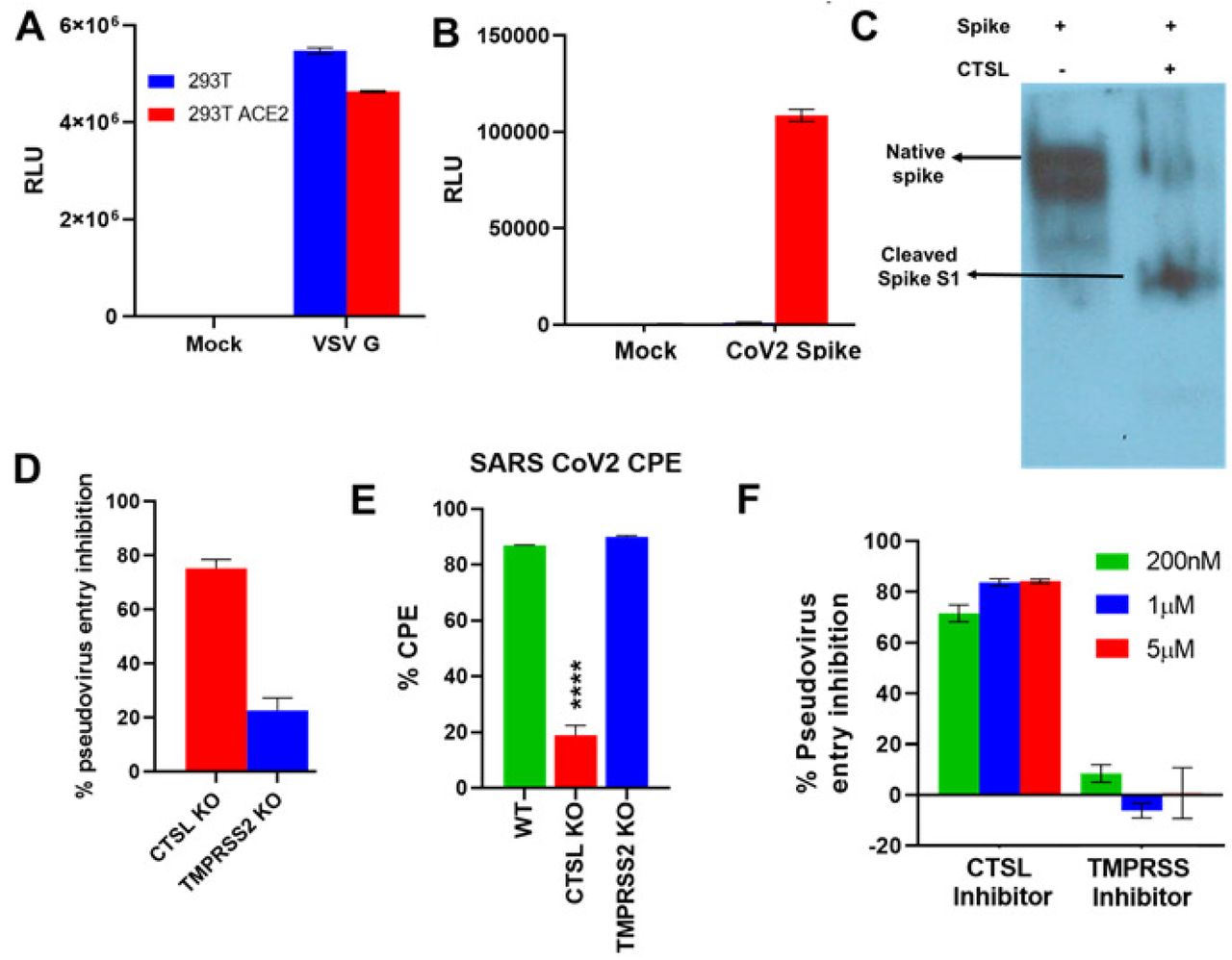 Vero E6 Cells Expressing Tmprss2 | ATCC | Bioz