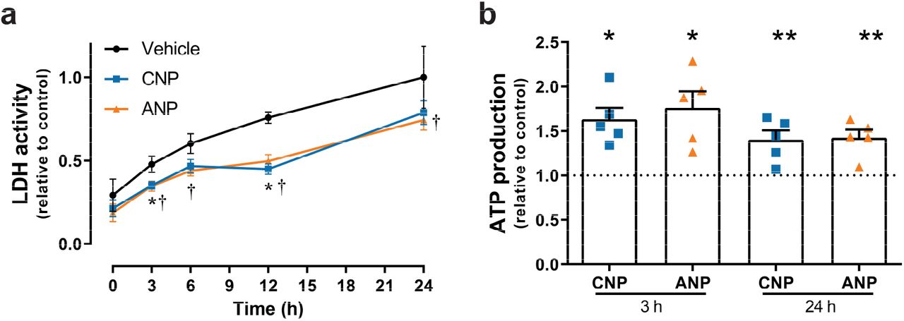 Adult Cardiomyocytes | Thermo Fisher | Bioz