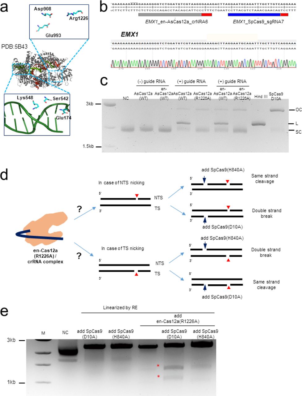 Crrna | ATCC | Bioz