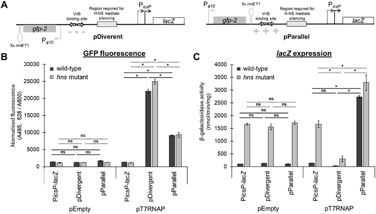 Topoisomerase I | New England Biolabs | Bioz