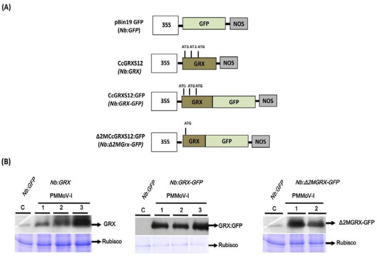 Gfp | Santa Cruz Biotechnology | Bioz