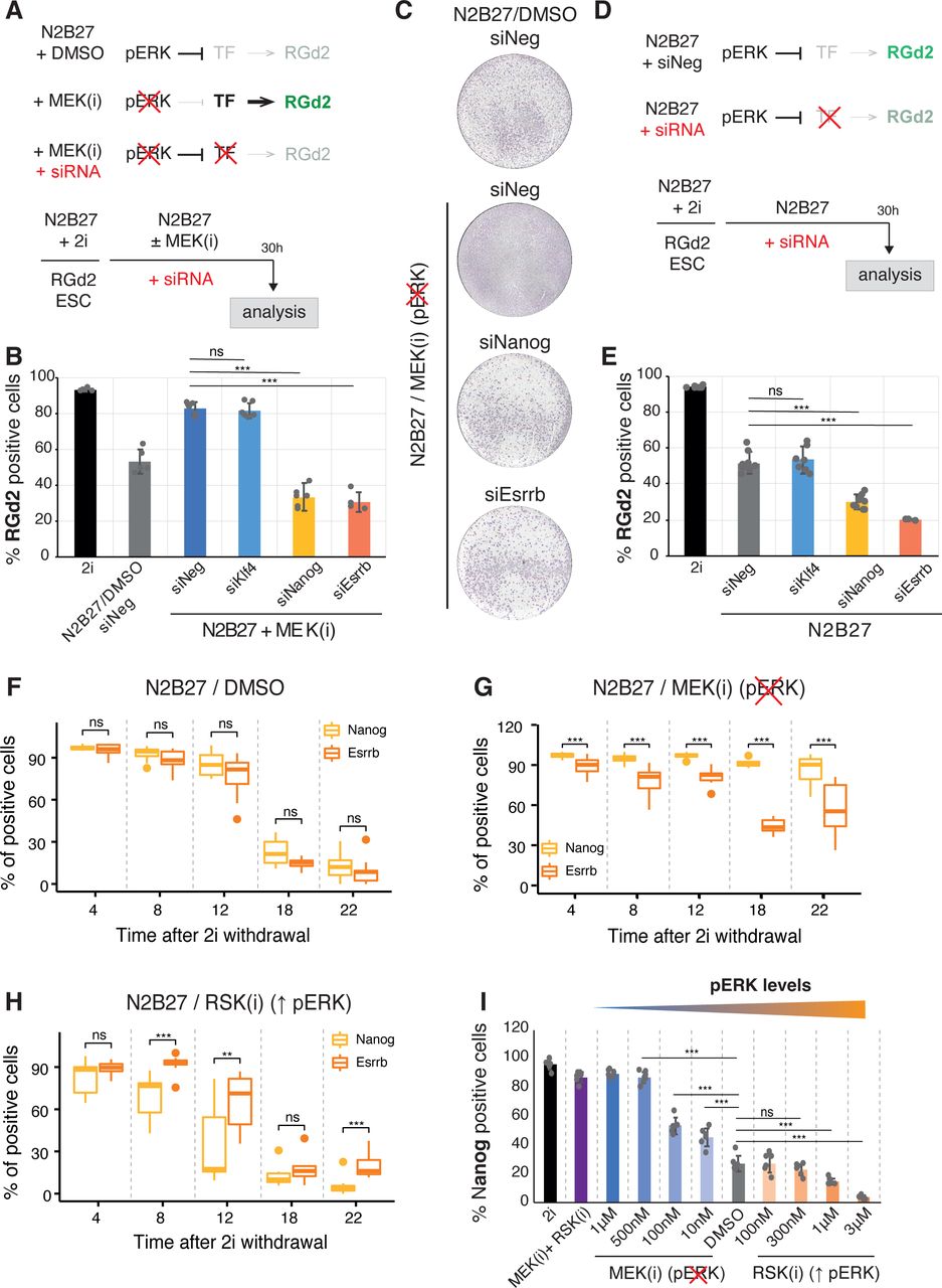 2i Lif Medium | Thermo Fisher | Bioz
