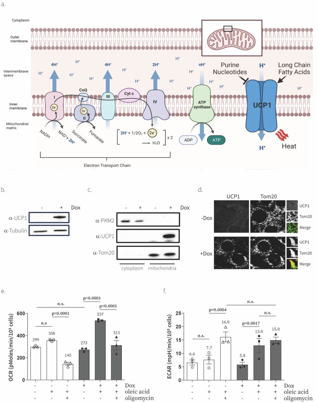 Rabbit Anti Pkm2 | Cell Signaling Technology Inc | Bioz