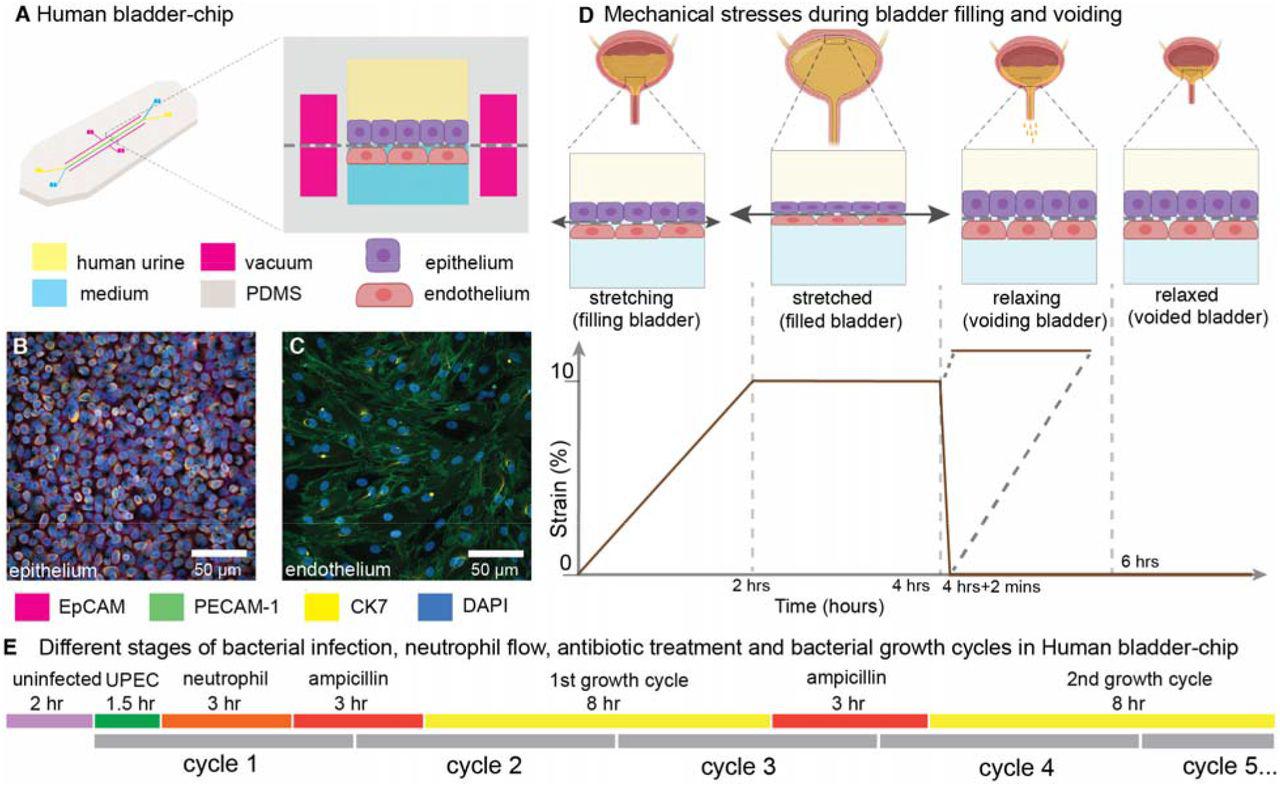Htb9 Human Bladder Epithelial Carcinoma Cell Line | ATCC | Bioz