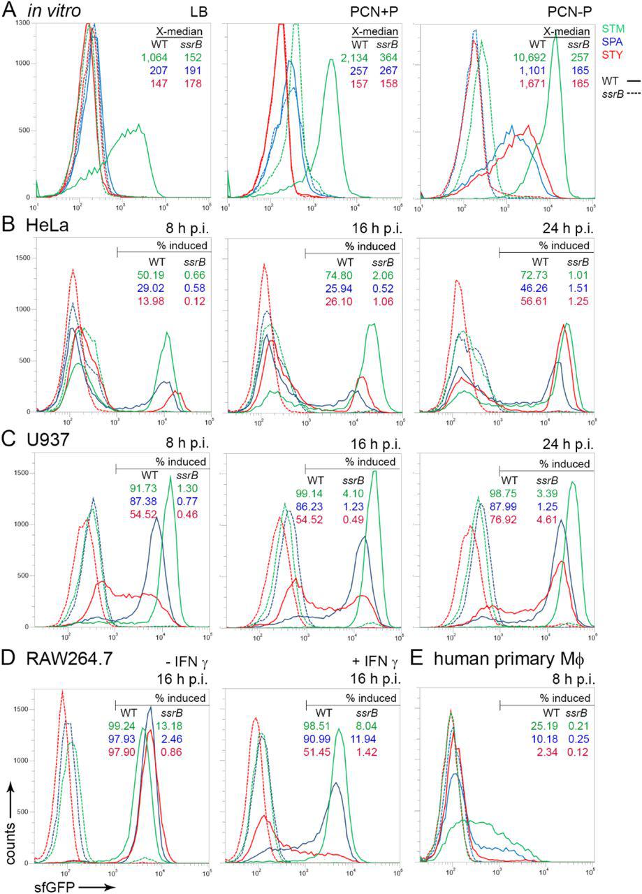 Human Macrophage Like U937 Cell Line | ATCC | Bioz