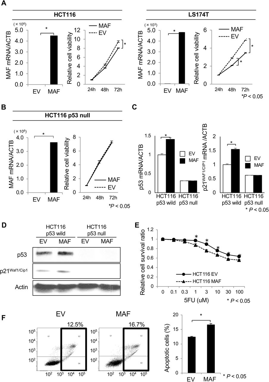 Crc Cell Lines Ls174t | ATCC | Bioz