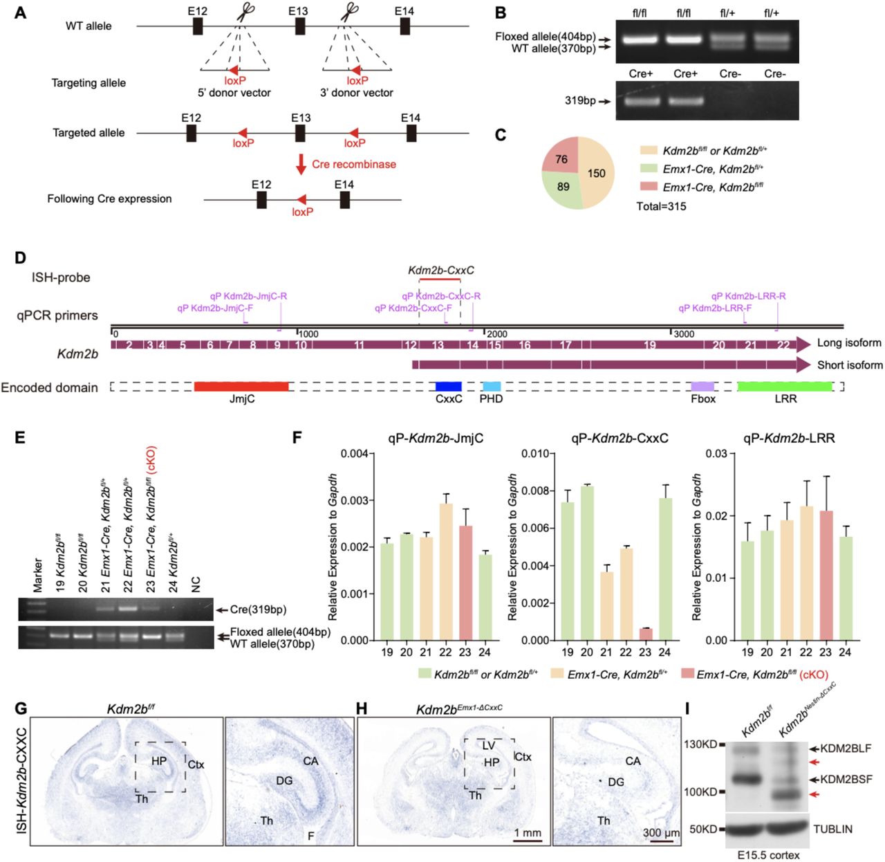 Nestin Cre | The Jackson Laboratory | Bioz