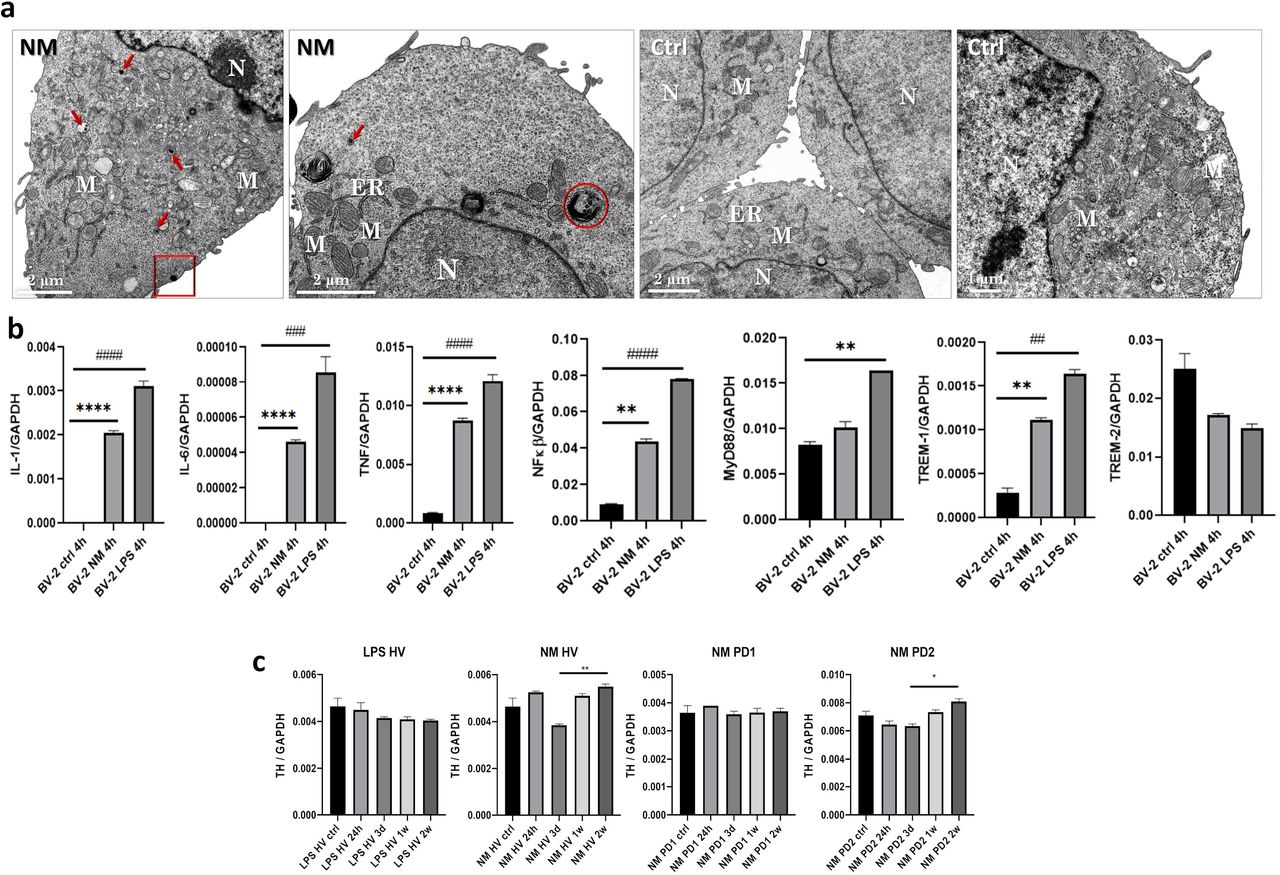 Bv 2 Cells | ATCC | Bioz