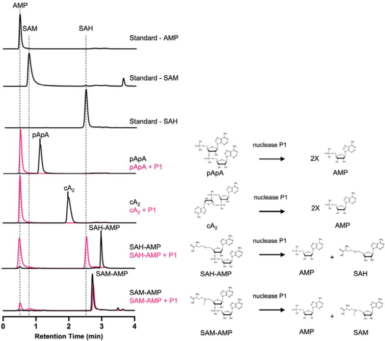 P1 Nuclease | New England Biolabs | Bioz