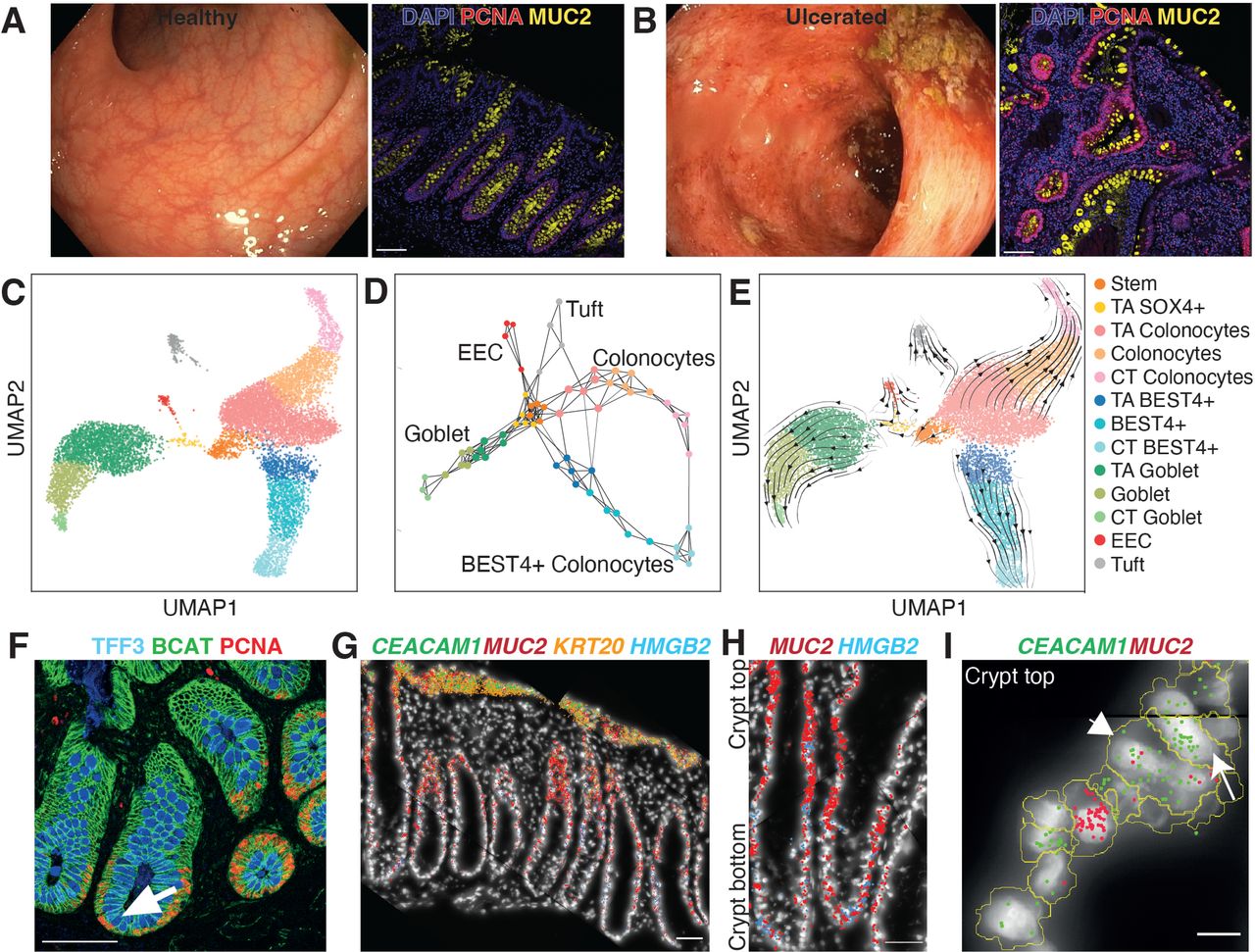 Anti Muc2 | Santa Cruz Biotechnology | Bioz