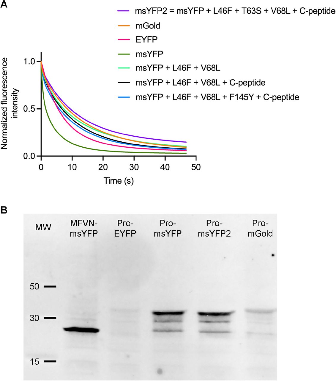 Widefield Imaging | Carl Zeiss | Bioz
