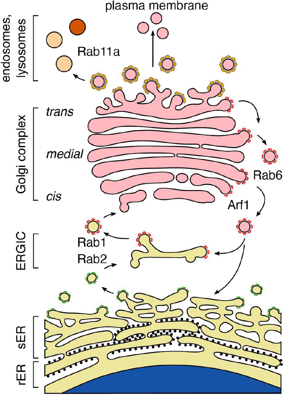 Pcdna Ha Arf1 T31n | Addgene inc | Bioz
