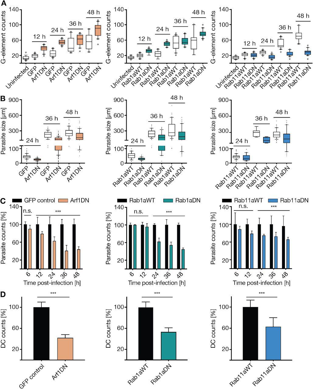 Pcdna Ha Arf1 T31n | Addgene inc | Bioz