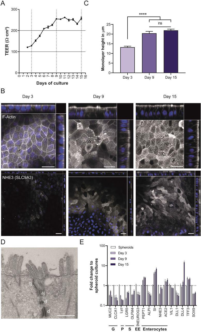 Transwell Culture Inserts | Merck KGaA | Bioz
