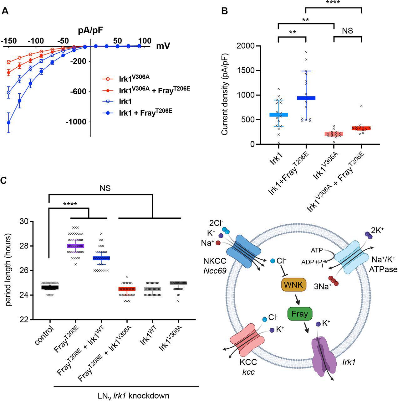 S2 R Drosophila Cultured Cells | Thermo Fisher | Bioz