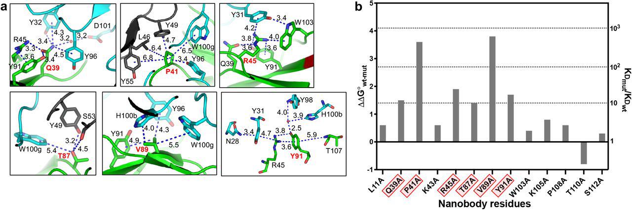 Anti Fab Nanobody | Thermo Fisher | Bioz