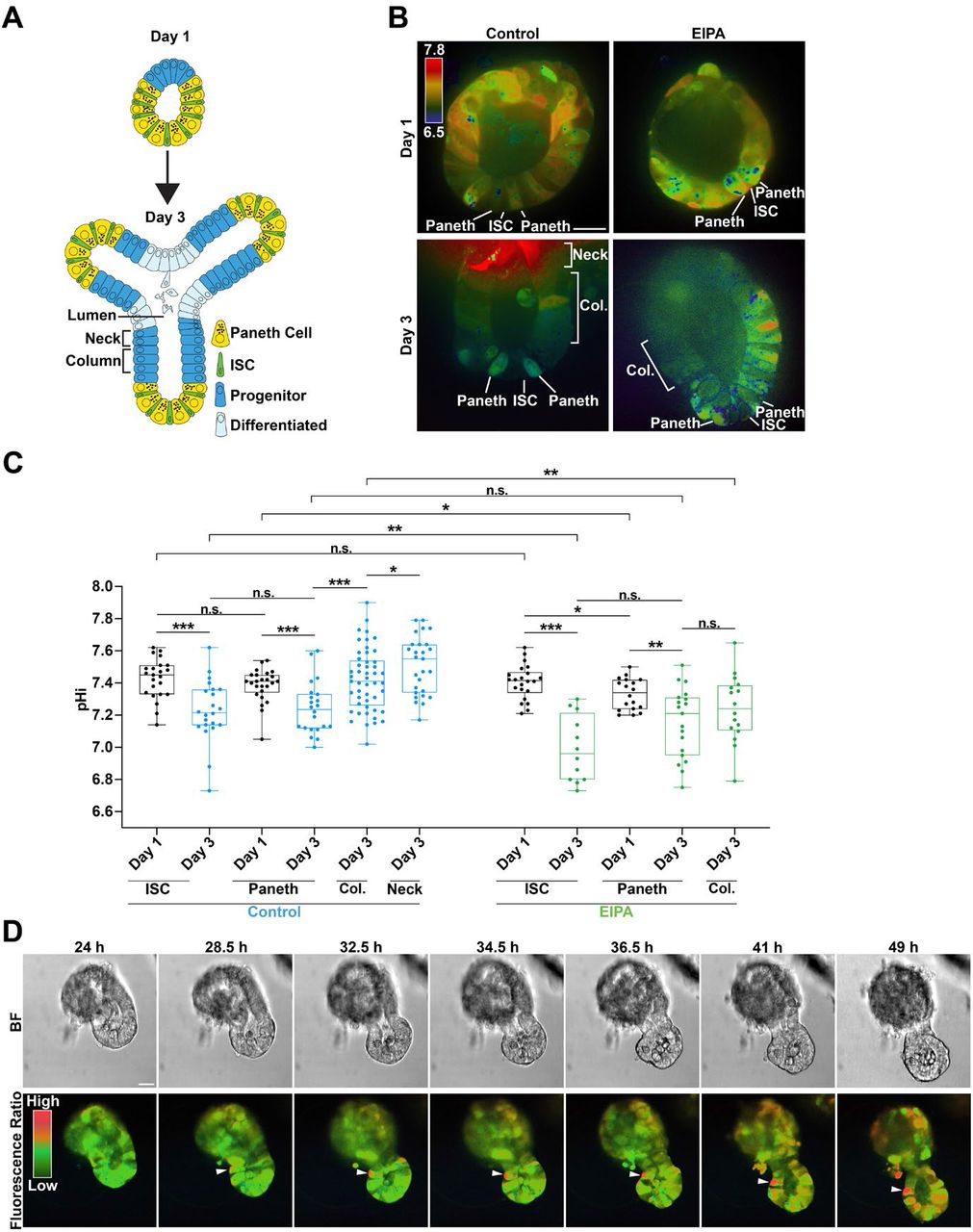Pentr D Mcherry Sephluorin | Thermo Fisher | Bioz