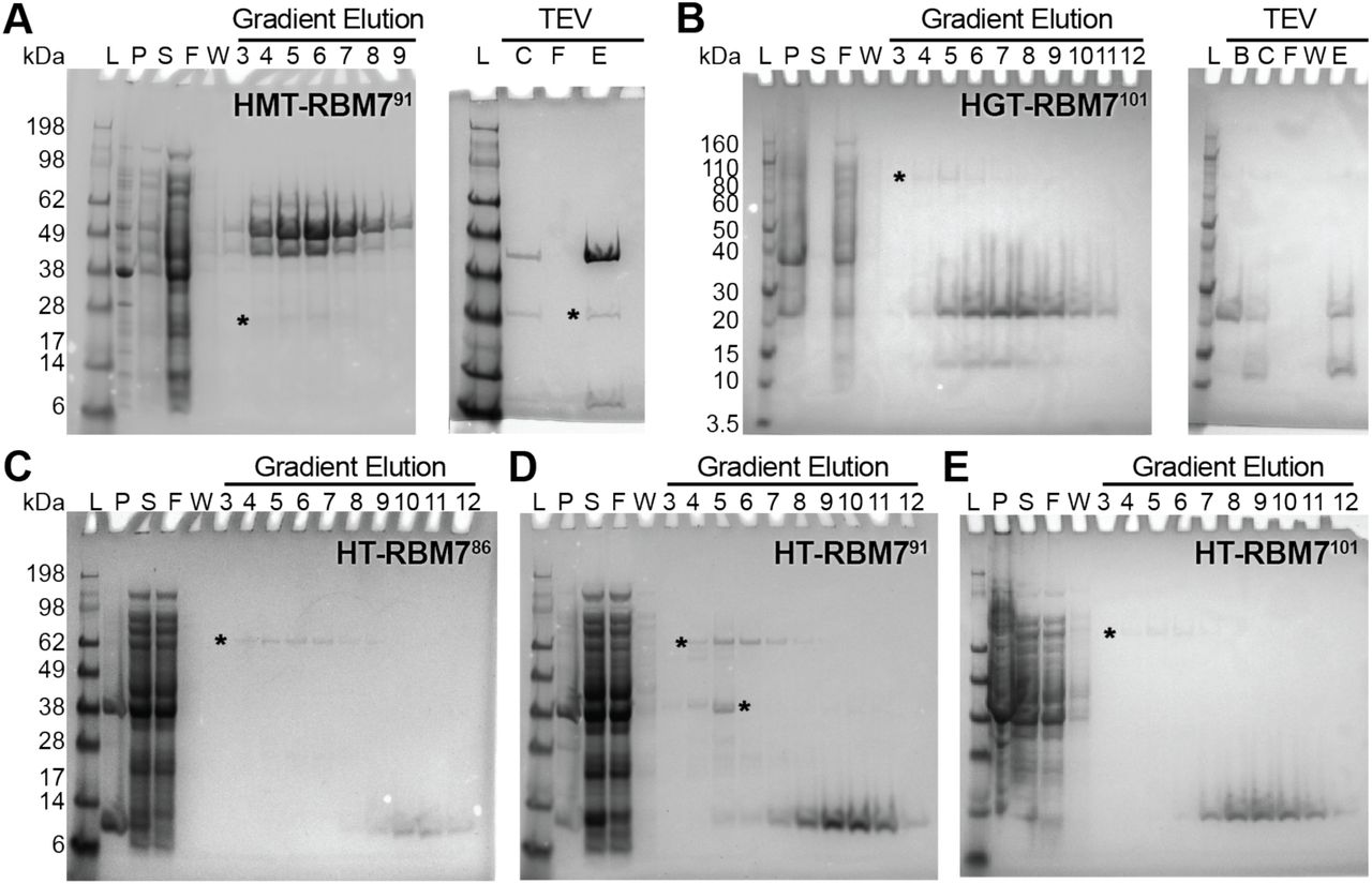 Tobacco Etch Virus Tev Protease Recognition Site | Addgene inc | Bioz