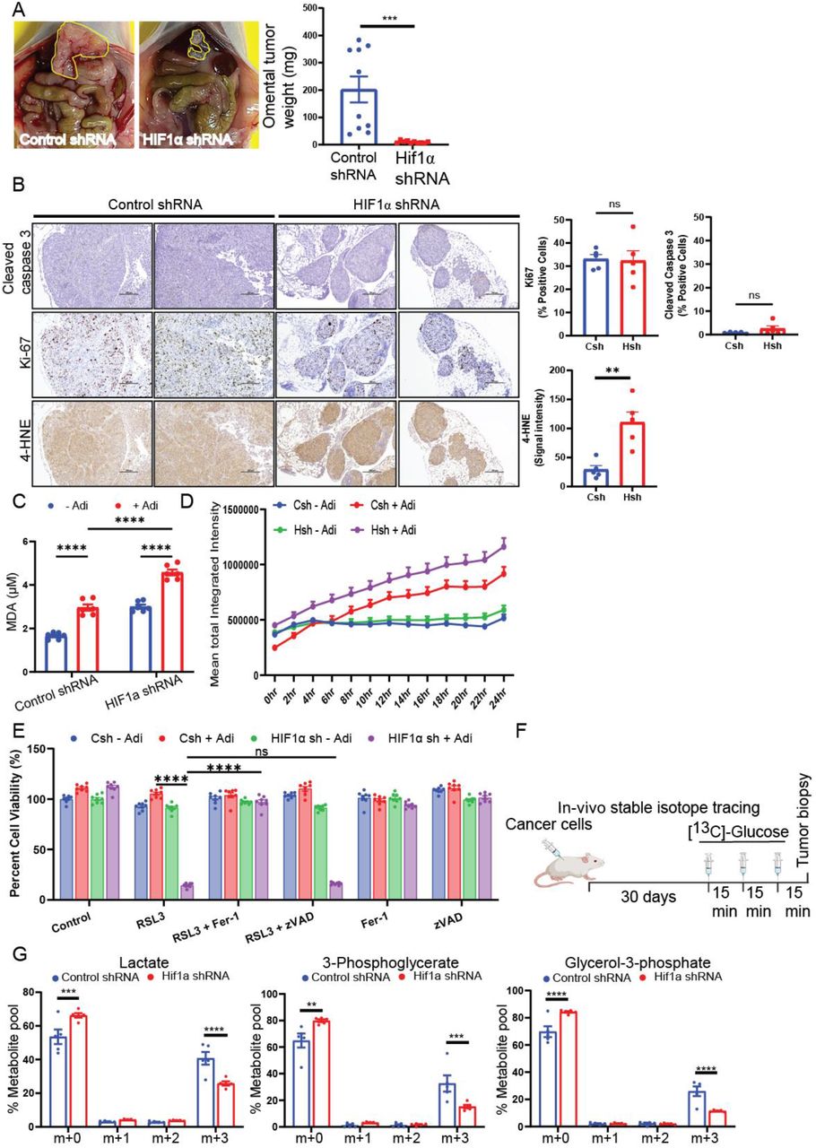C11 Bodipy 581 591 Dye | Thermo Fisher | Bioz