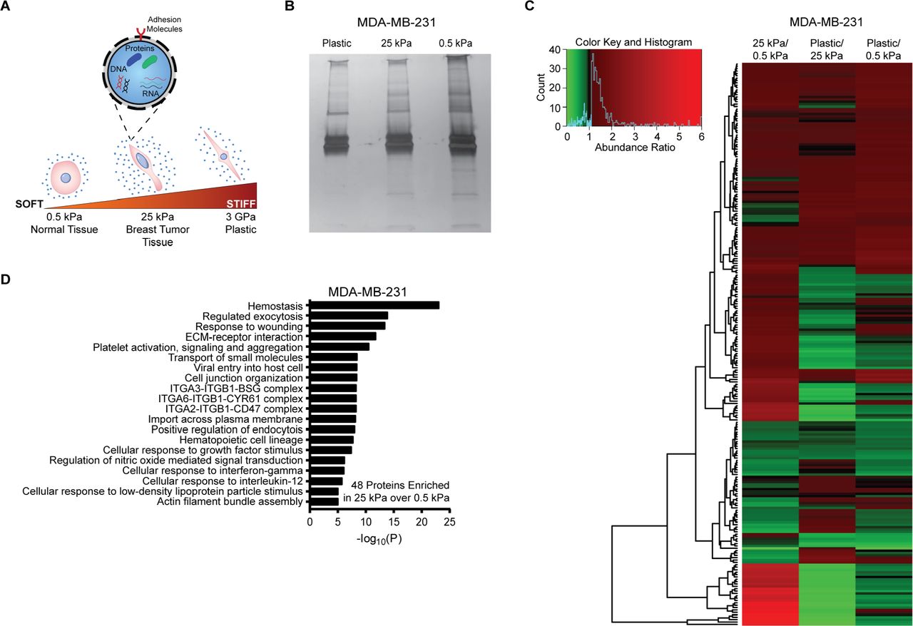Mda Mb 231 231 Human Breast Cancer Cell Line | ATCC | Bioz