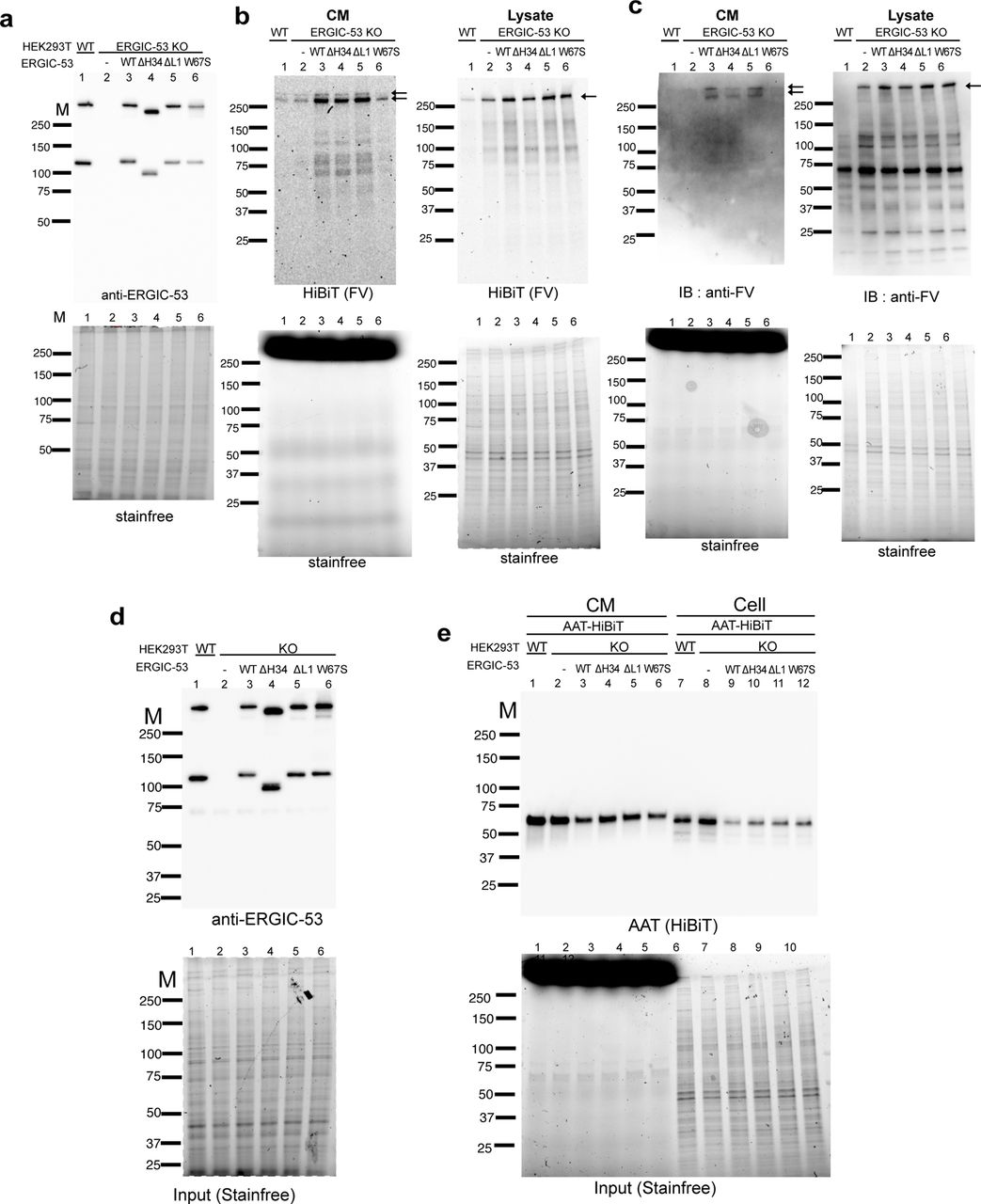 Human Embryonic Kidney Cells 293t Hek293t Cells | ATCC | Bioz