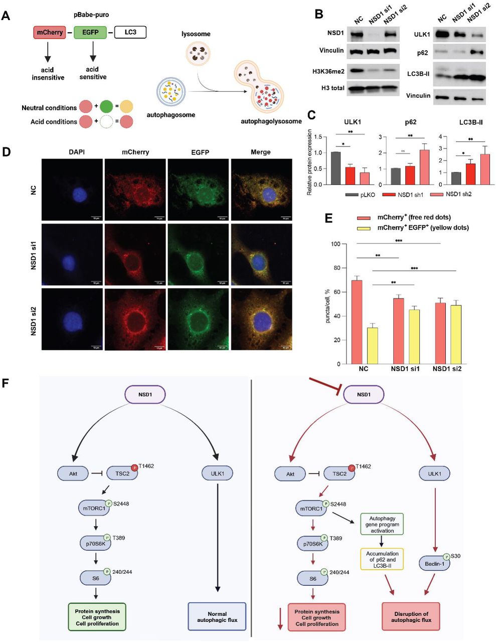 Pbabe Puro Mcherry Egfp Lc3b | Addgene inc | Bioz