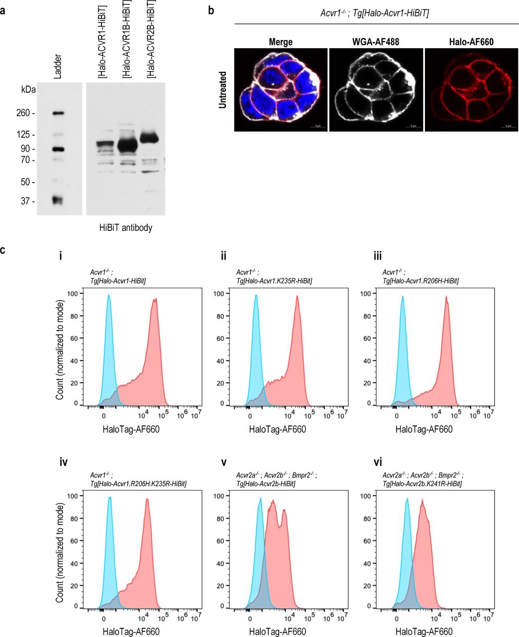 Flow Cytometry Staining Buffer | Thermo Fisher | Bioz