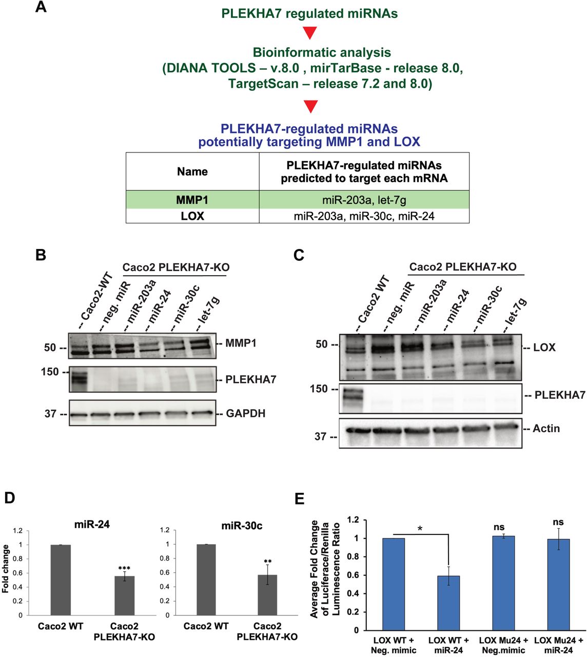 Pmirglo Dual Luciferase Mirna Target Expression Vector | Promega | Bioz