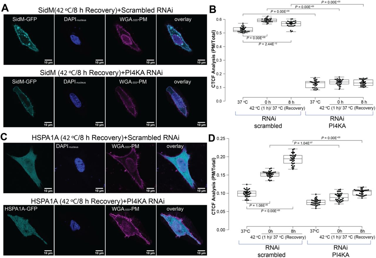 Hela Cells Per Condition | Zymo Research | Bioz
