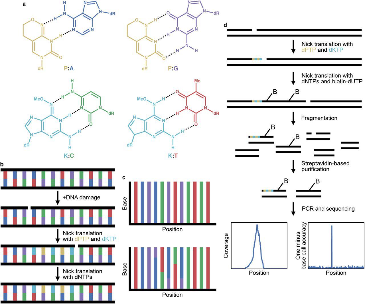 Degenerate Nucleotides Dptp | TriLink | Bioz