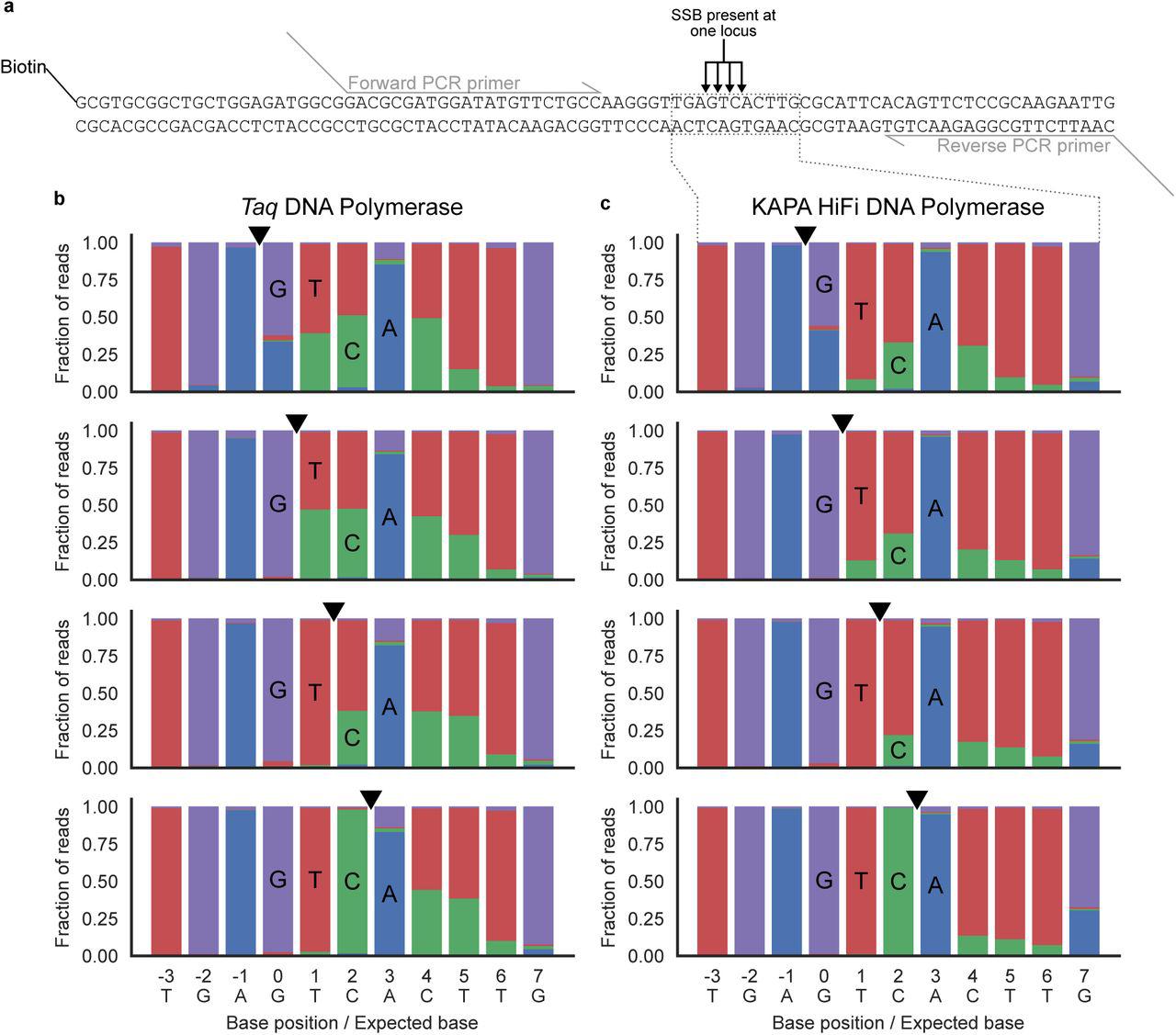 Degenerate Nucleotides Dptp | TriLink | Bioz