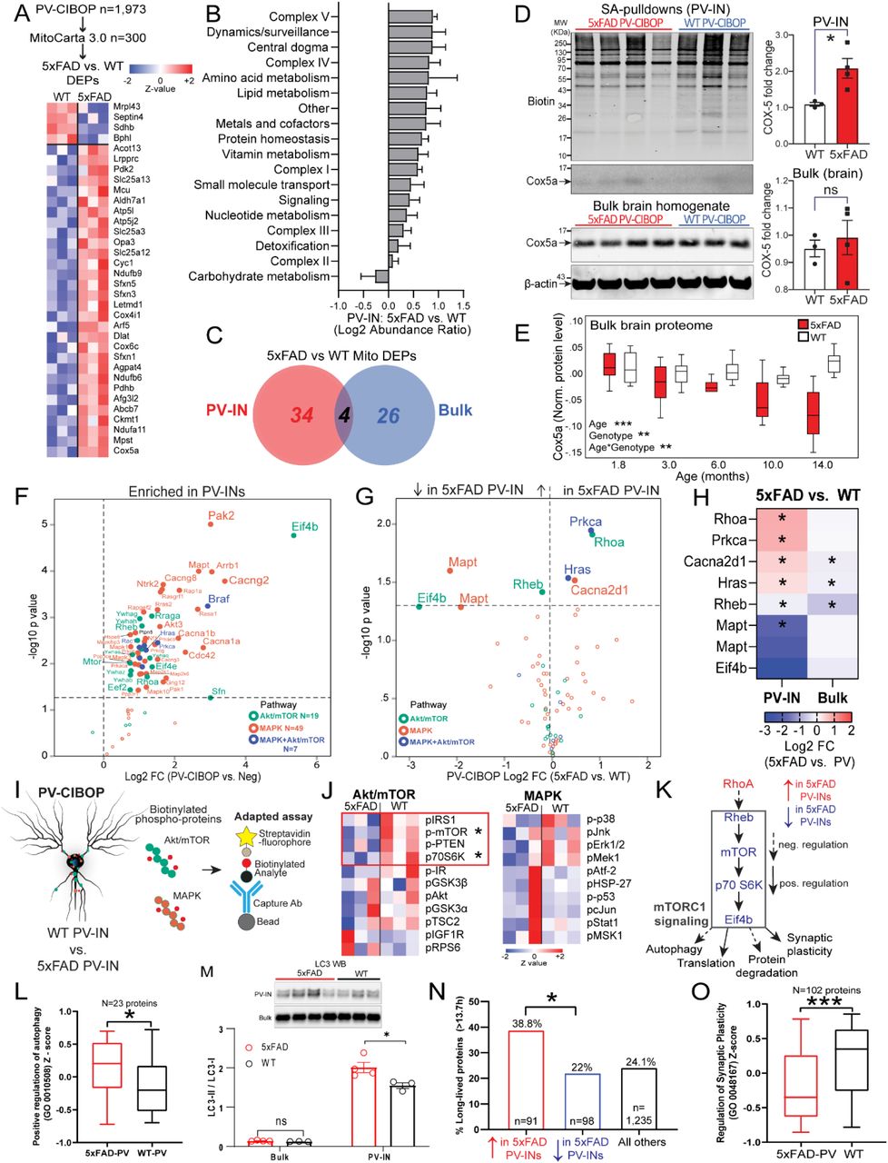 Pi3 Akt Mtor Pathways | Millipore | Bioz