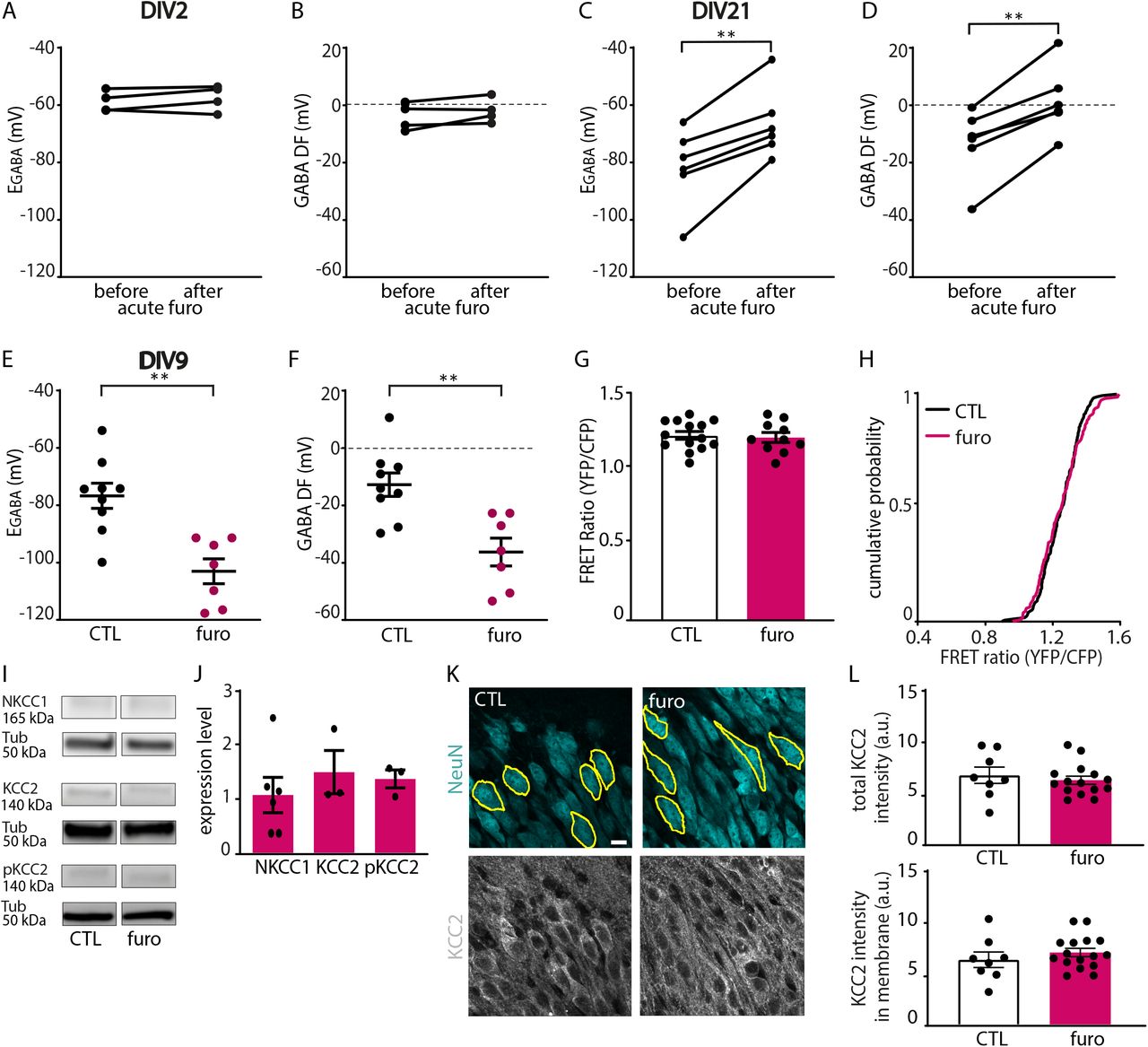 Mouse Anti Slc12a2 | Developmental Studies Hybridoma Bank | Bioz