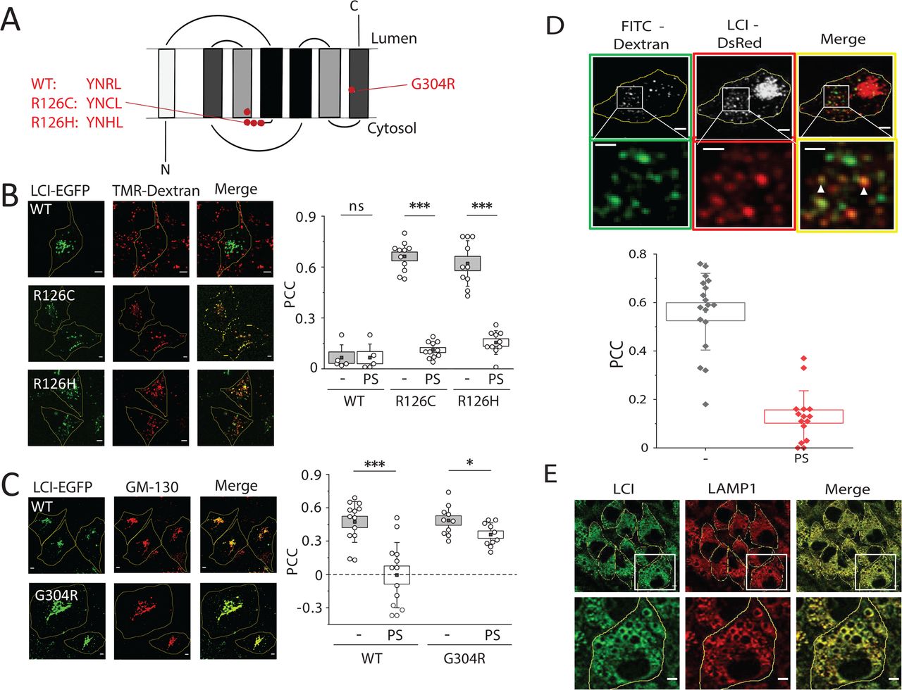 Hela | Thermo Fisher | Bioz