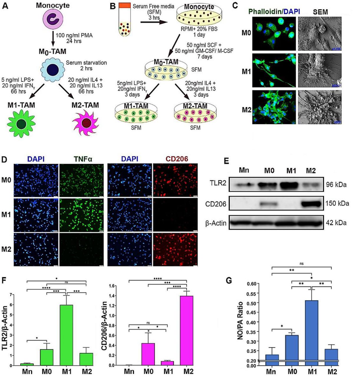 Monocytic Cell Line Thp 1 | ATCC | Bioz