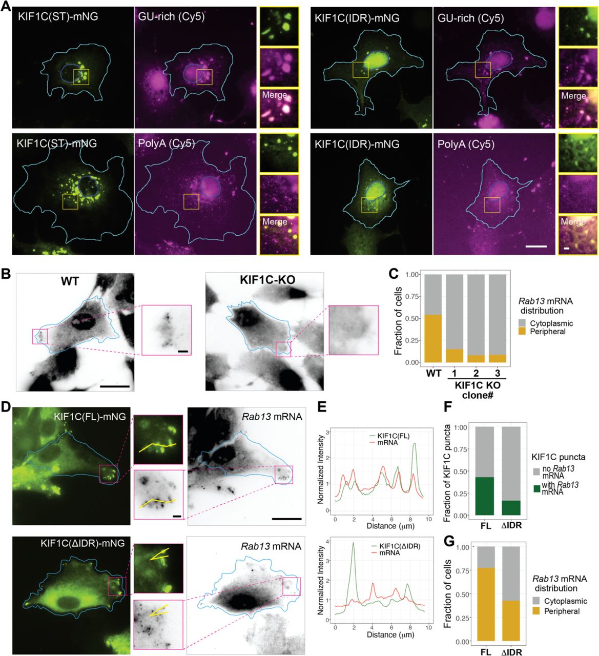 Rna Oligonucleotides | Millipore | Bioz