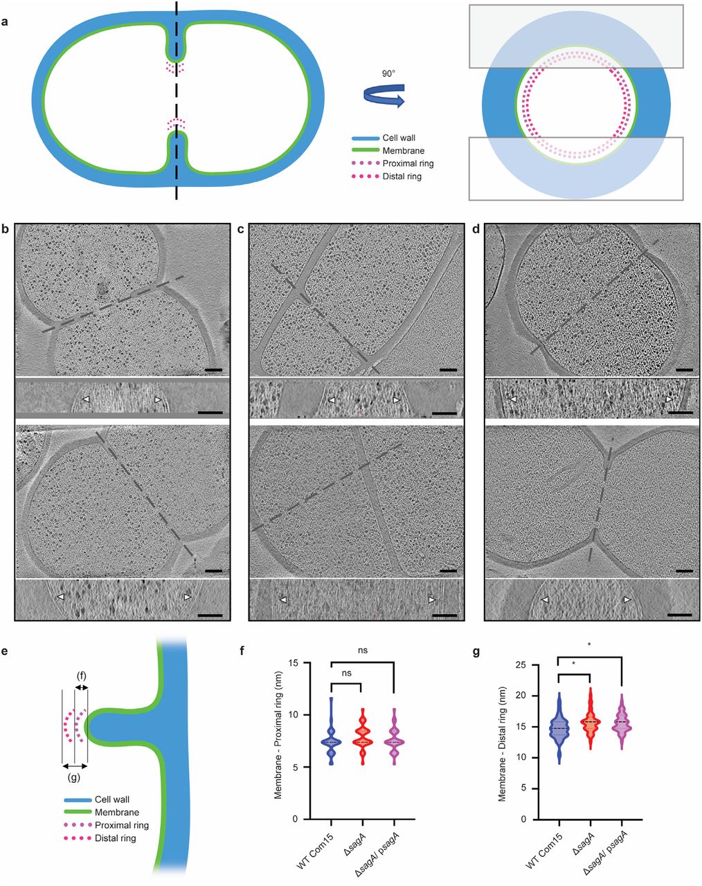 Fib Instrument | Thermo Fisher | Bioz