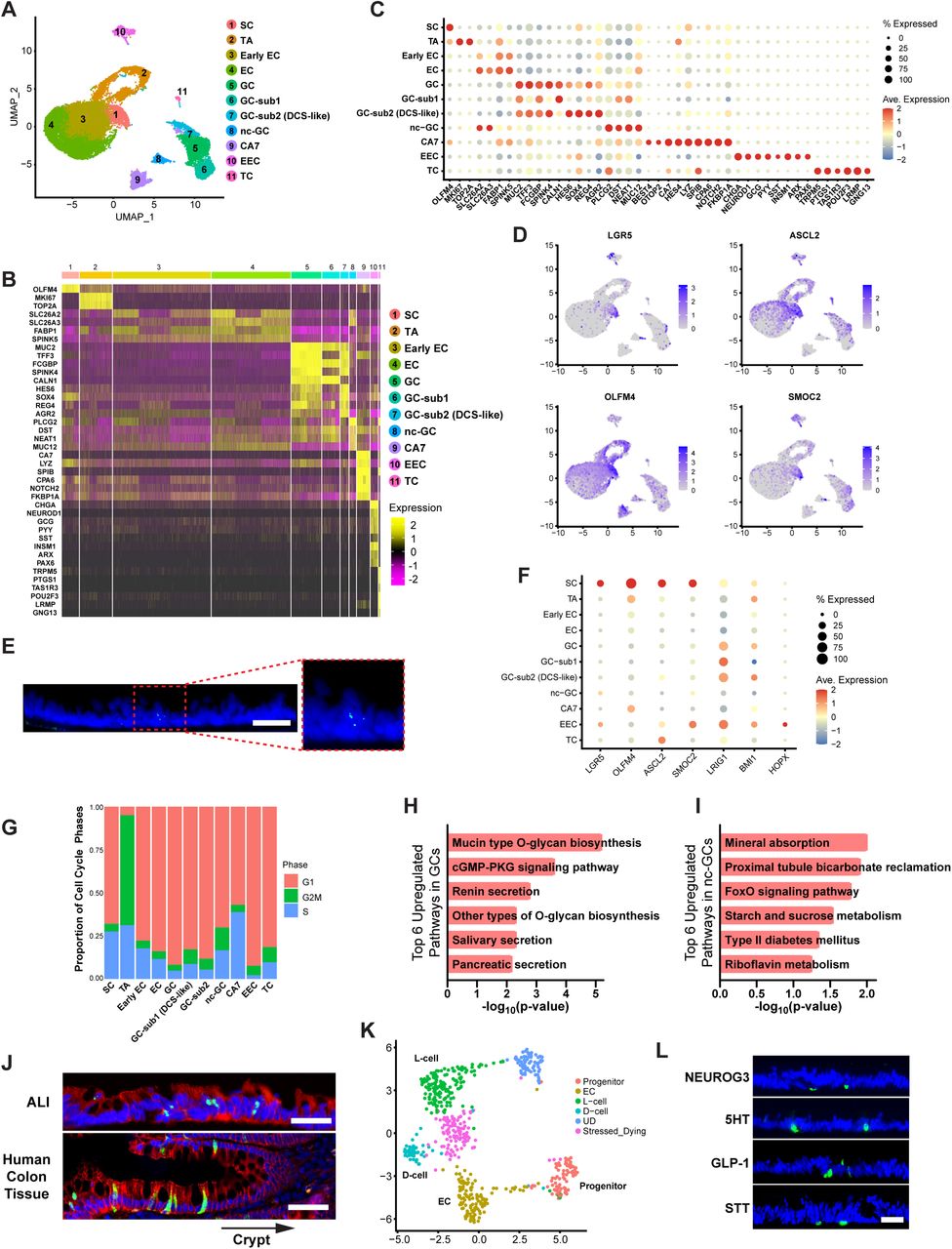 Rnascope Multiplex Fluorescent Reagent Kit V2 | Advanced Cell ...
