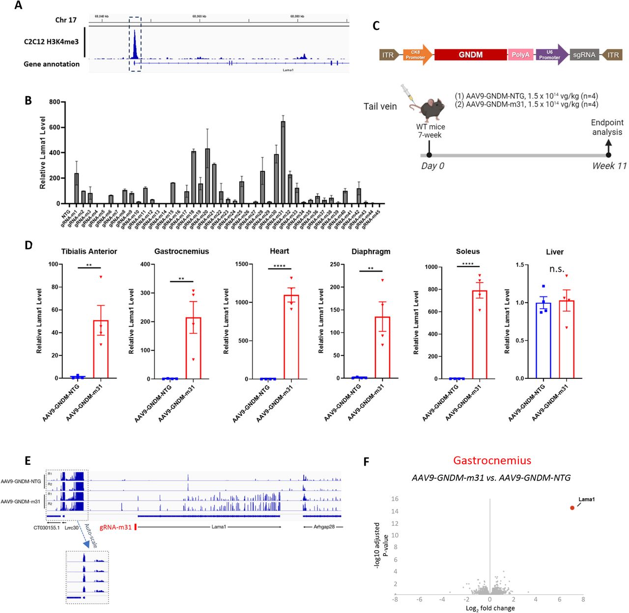 C2c12 Cells | ATCC | Bioz